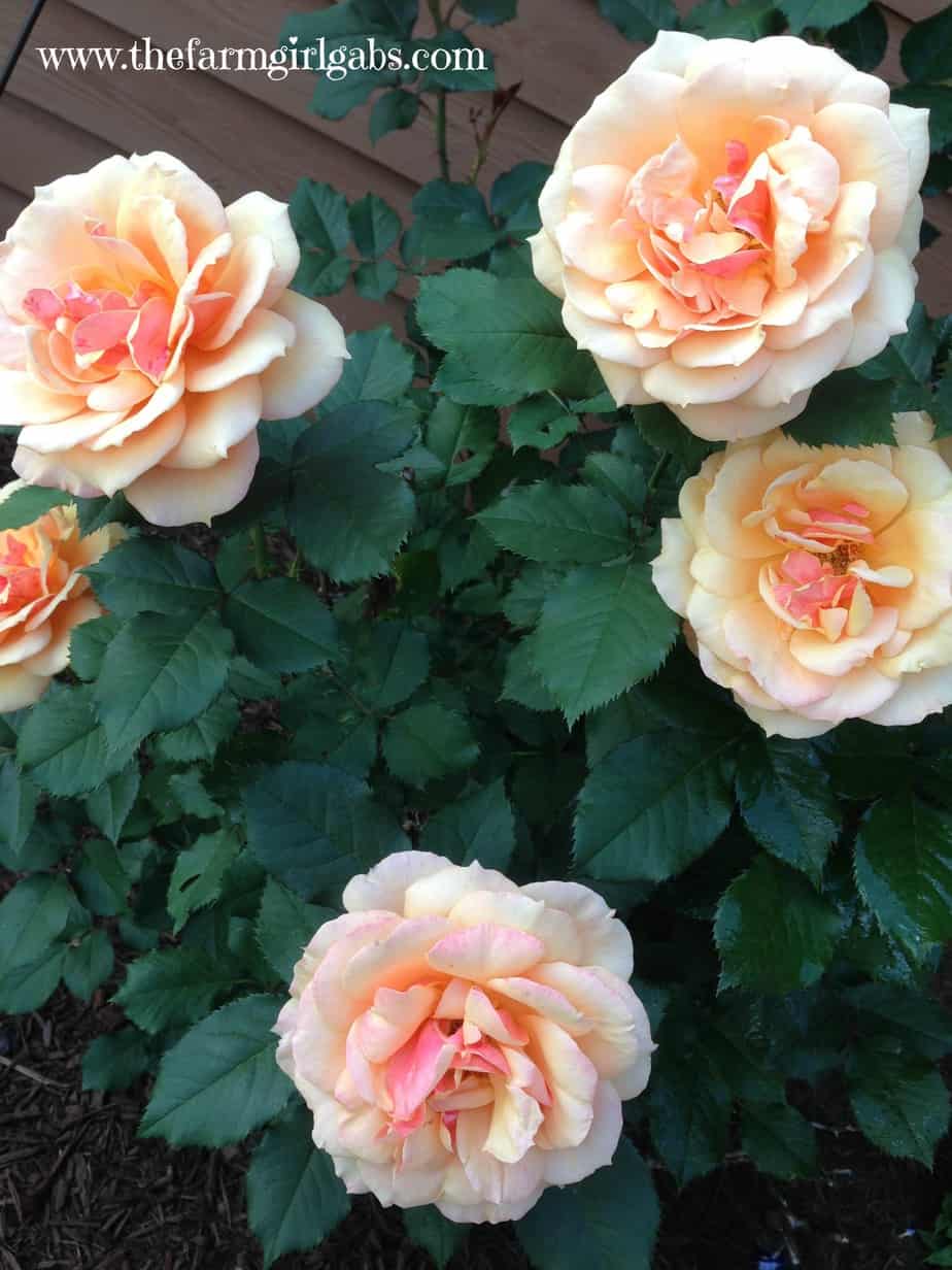Peach Roses - The Farm Girl Gabs®