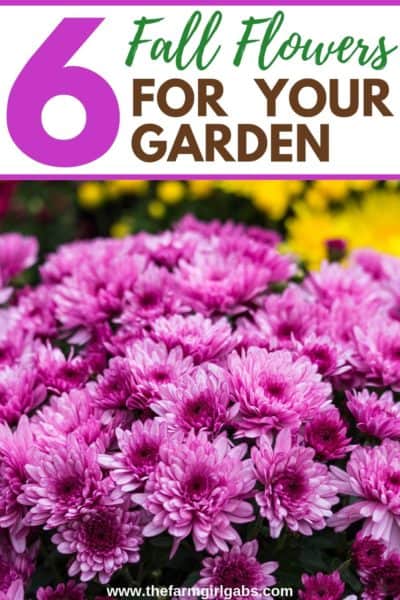 Six Fantastic Fall Flowers To Plant In Your Garden