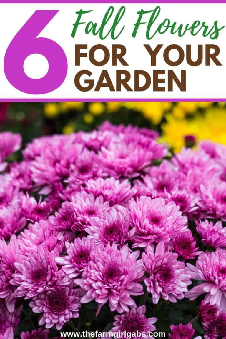 Six Fantastic Fall Flowers To Plant In Your Garden