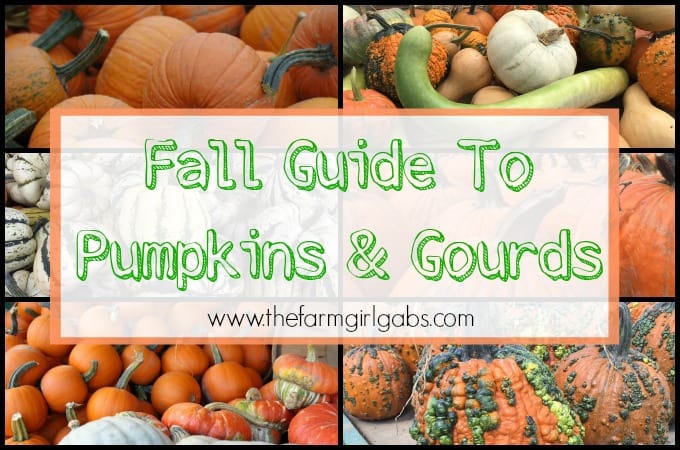 Fall Guide To Pumpkins and Gourds | www.thefarmgirlgabs.com