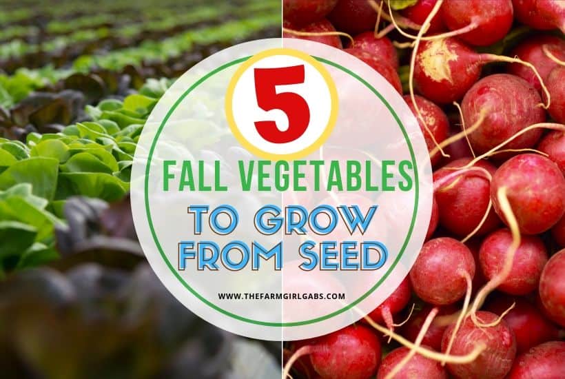 Five Easy Fall Vegetables To Grow From Seed