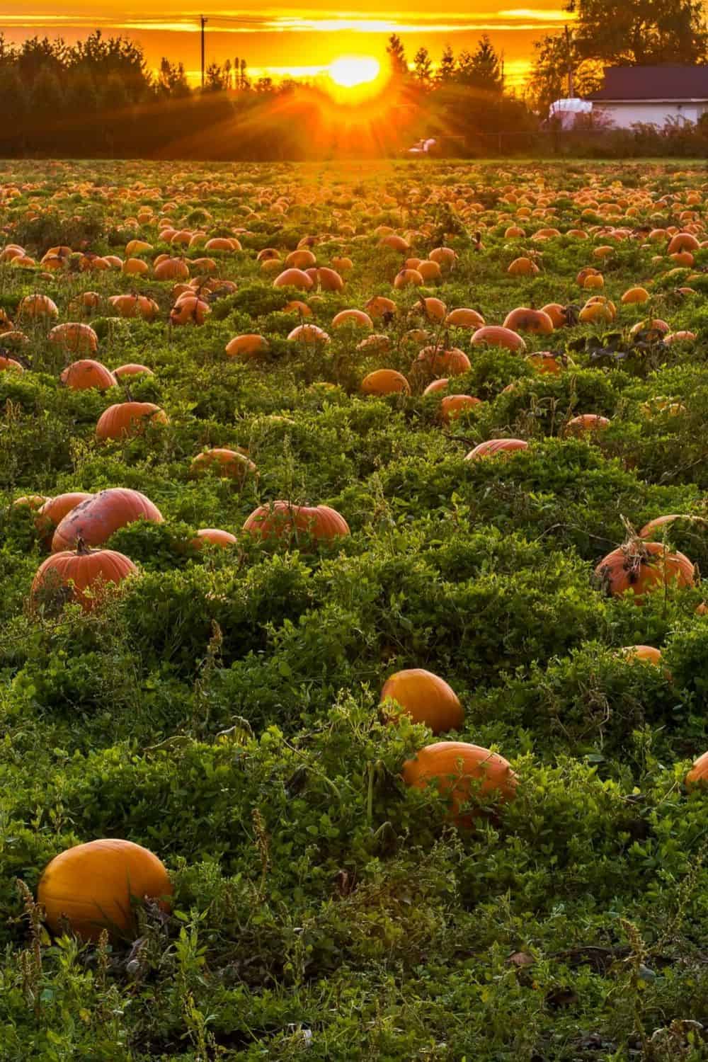 Tips For Visiting a Pumpkin Patch With Kids - The Farm Girl Gabs®