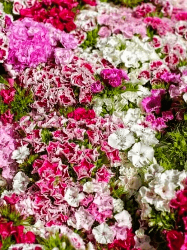 The Best Perennial Flowers for Early Spring Story - The Farm Girl Gabs®