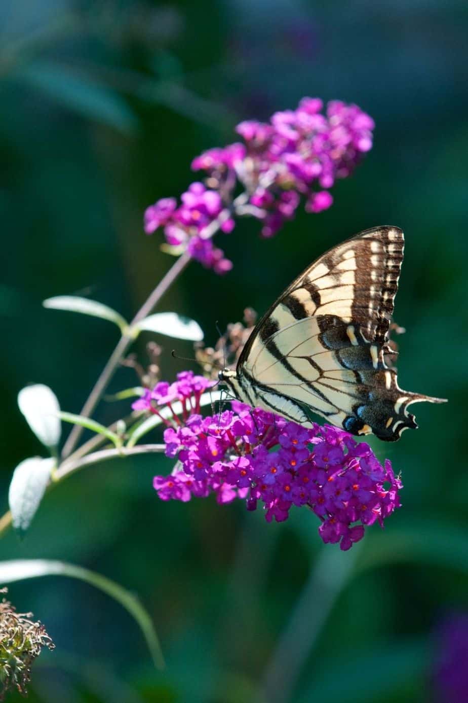 How to attract pollinators to your garden - The Farm Girl Gabs®
