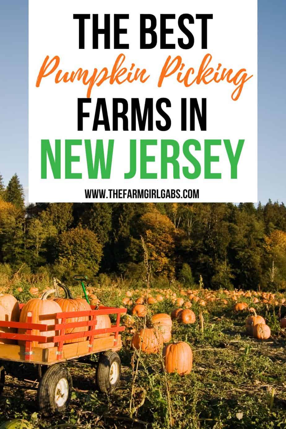 Best Places to Pick Pumpkins In NJ - The Farm Girl Gabs®
