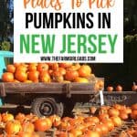 Best Places to Pick Pumpkins In NJ - The Farm Girl Gabs®