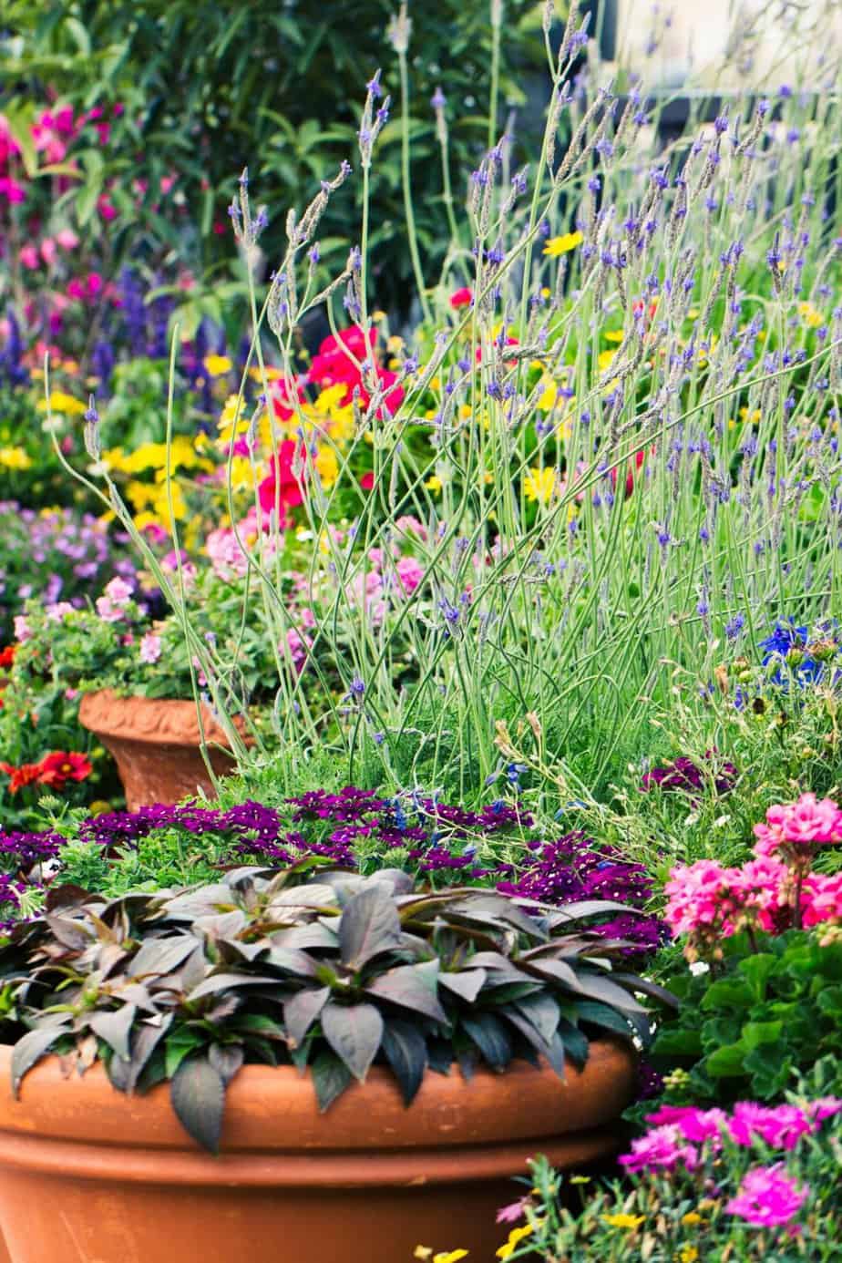Pictures Of Outdoor Plants And Flowers
